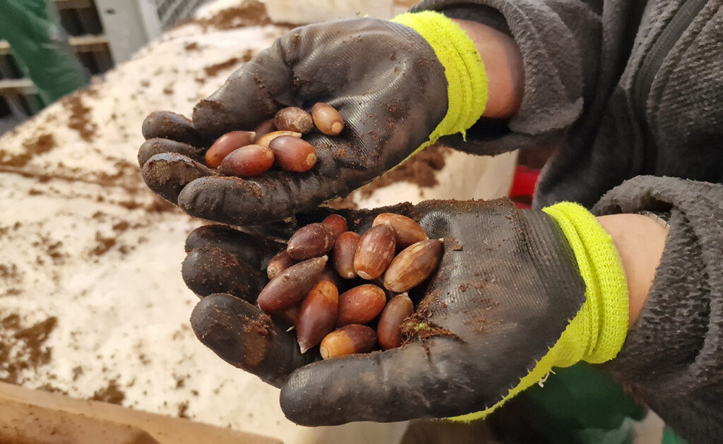 Quasi un milione di alberi in arrivo per Roma e provincia