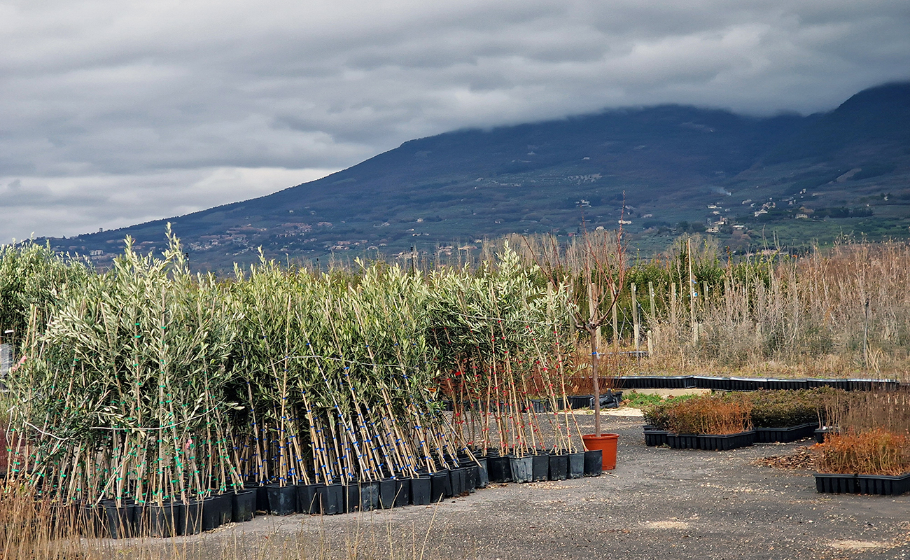 Quasi un milione di alberi in arrivo per Roma e provincia